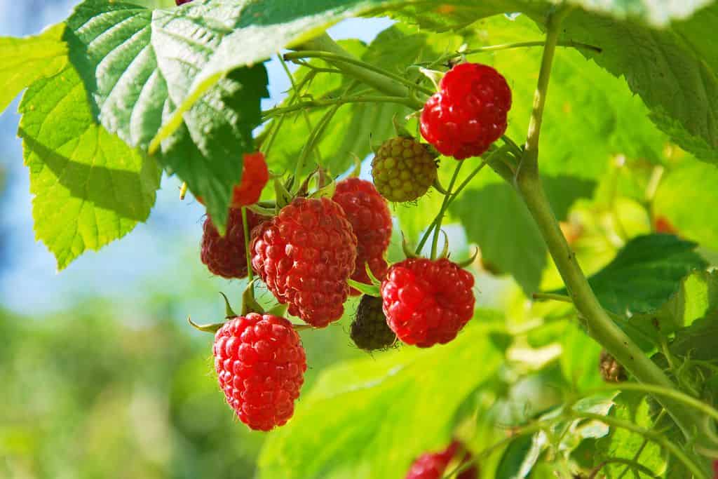 England Fruits: 20 British Fruits that Grow in England